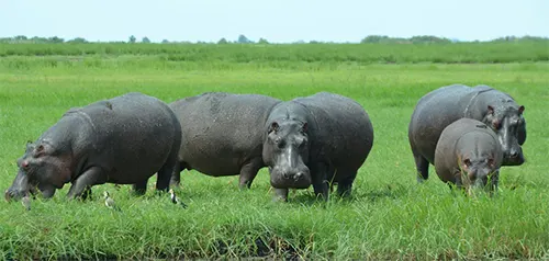 ভয়াবহ খরায় খাদ্যের অভাব, ৭০০ প্রাণীকে হত্যার সিদ্ধান্ত নিলো আফ্রিকার ...